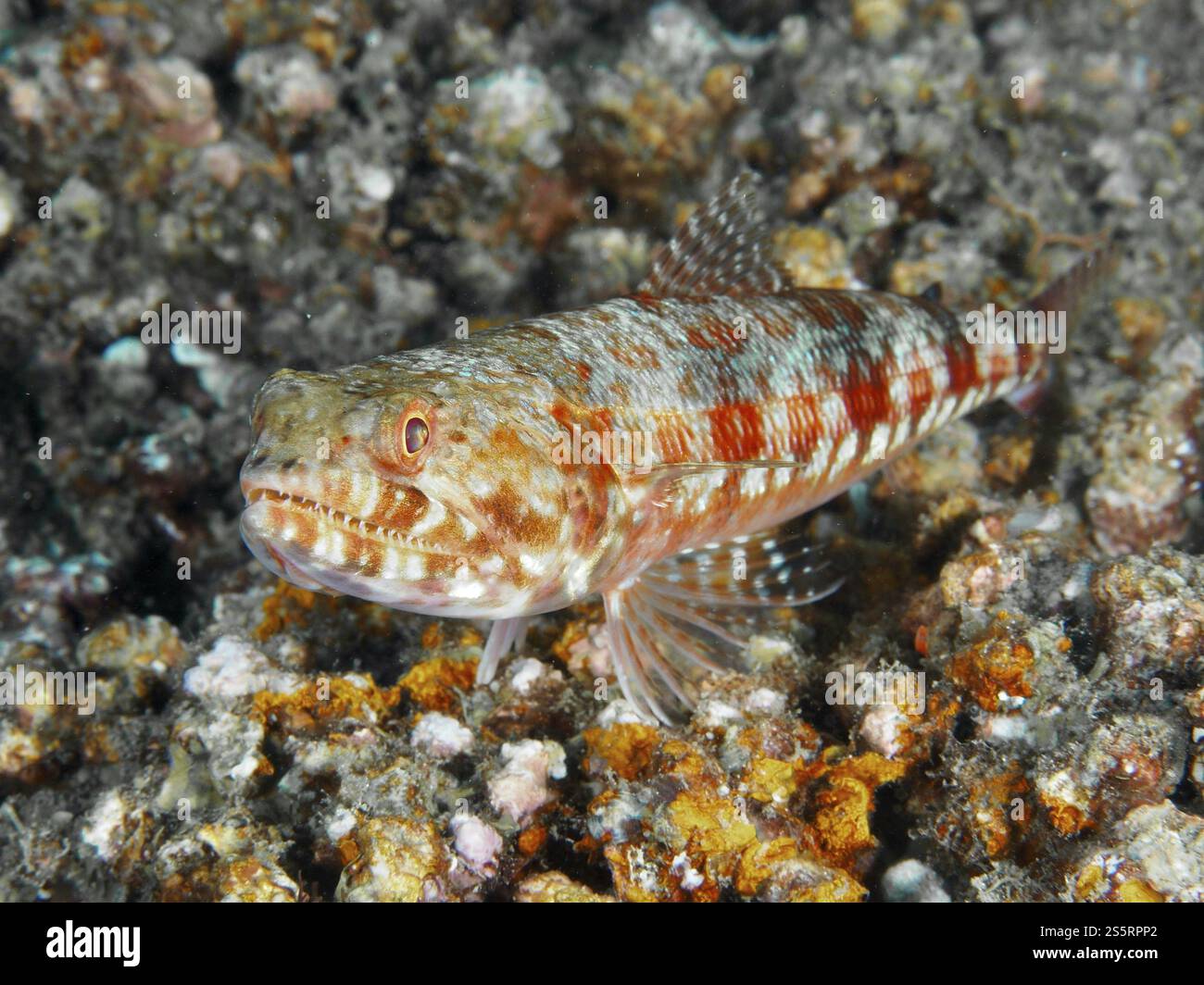 A red spotted marbled lizardfish (Synodus rubromarmoratus) resting ...