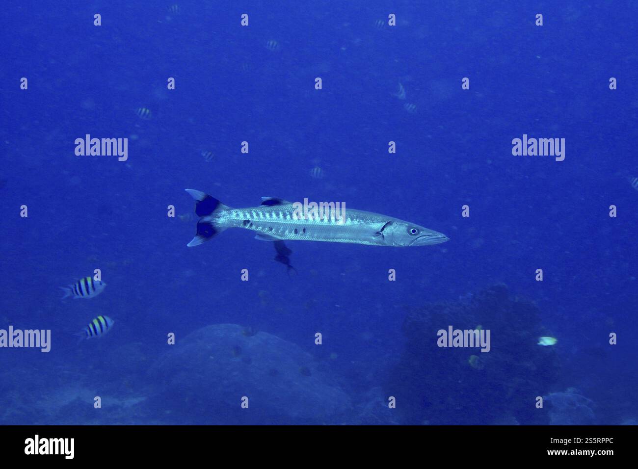 A Great barracuda (Sphyraena barracuda) swimming in deep blue water ...
