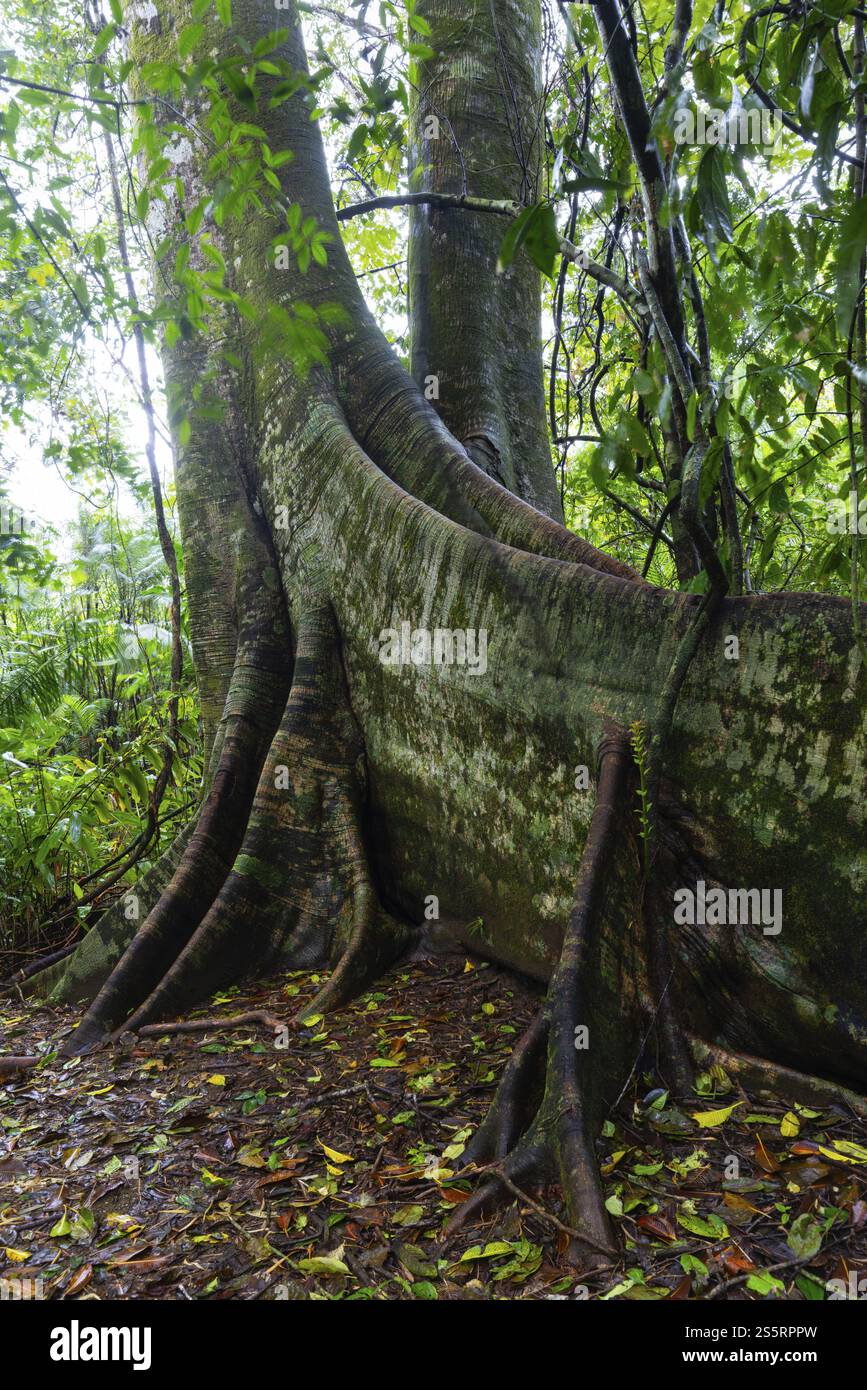 Root of a fig tree (Ficus), tropical rainforest, Osa Peninsula ...