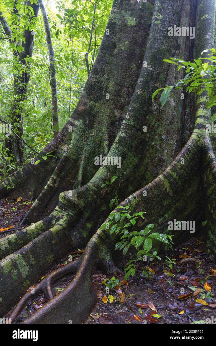 Root of a fig tree (Ficus), tropical rainforest, Osa Peninsula ...