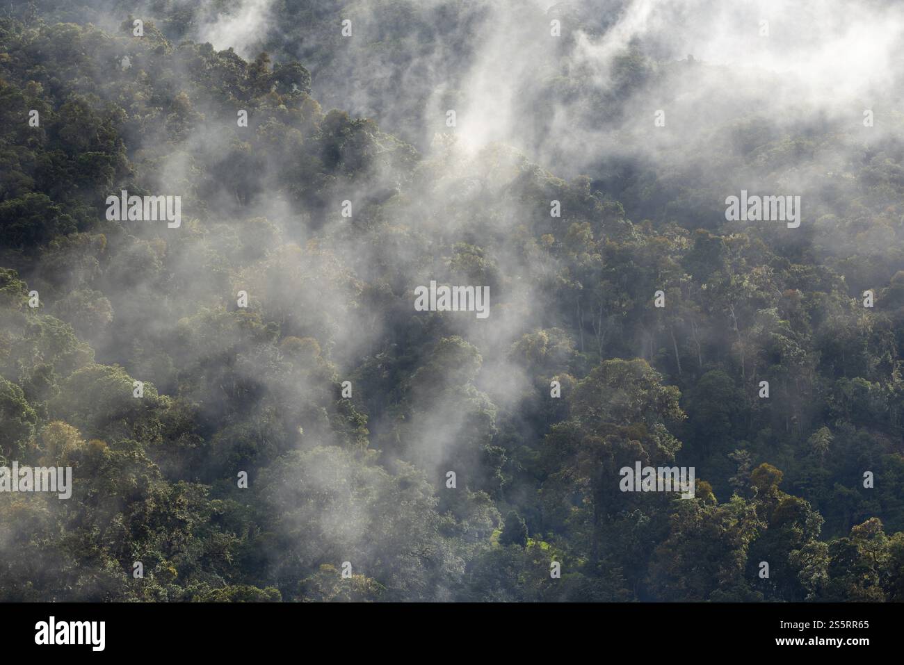 Tropical cloud forest, Monte Verde St. Elena, San Jose Province ...