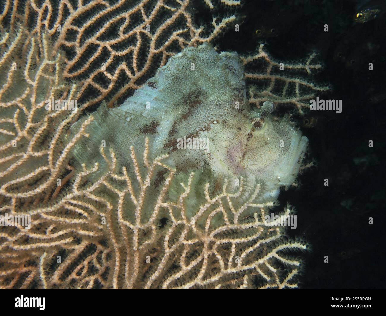 Camouflaged rocking fish (Taenianotus triacanthus) in the shape of a ...