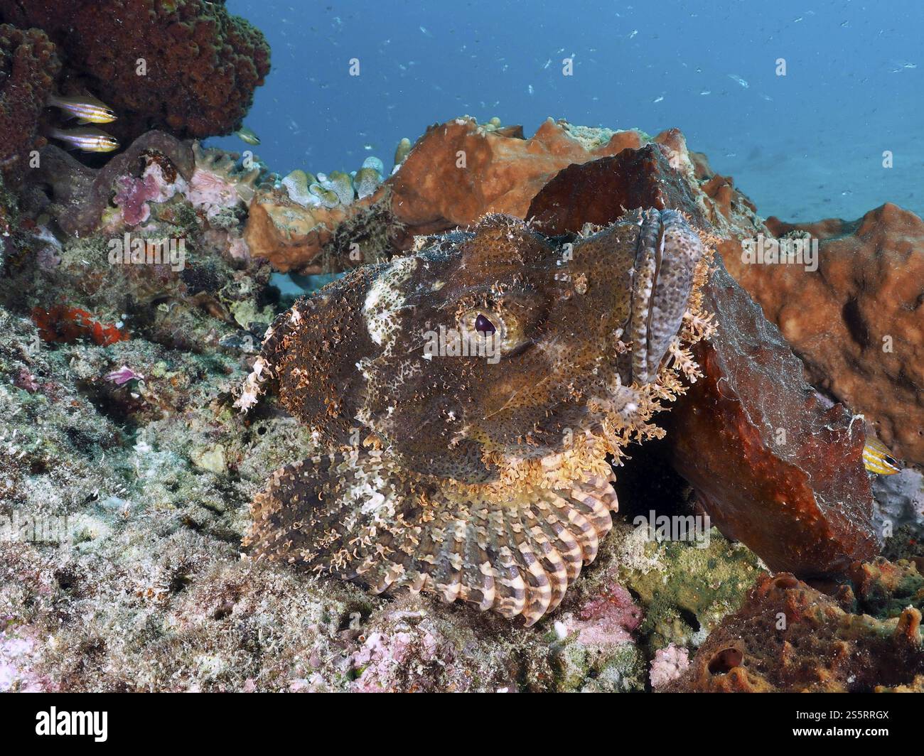 Camouflaged Papuan scorpionfish (Scorpaenopsis papuensis) on the seabed ...