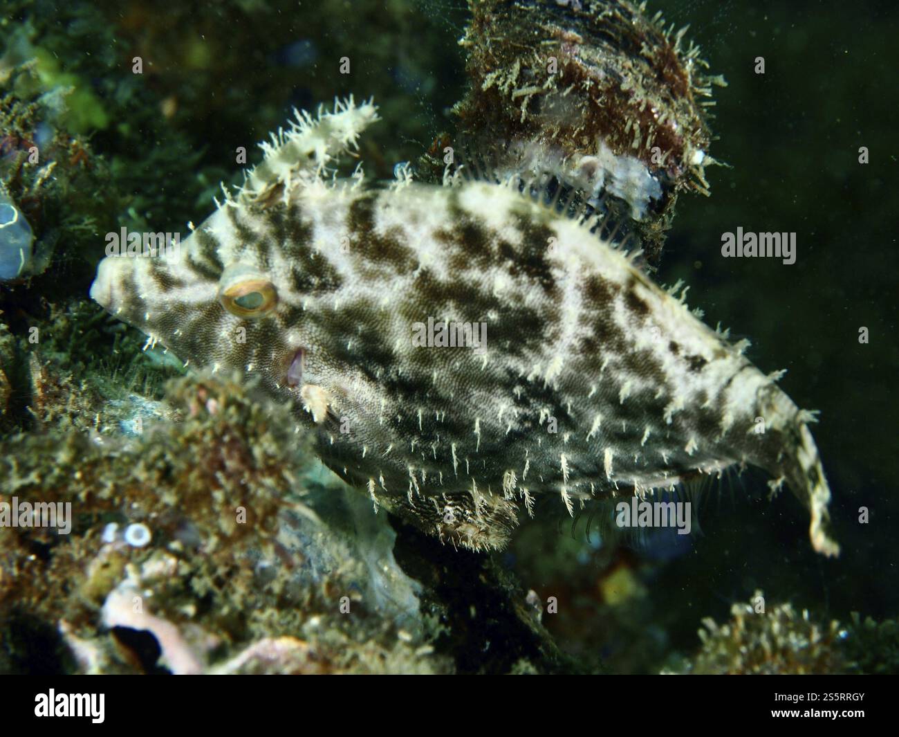 A spiny seagrass filefish (Acreichthys tomentosus) with a brown pattern ...