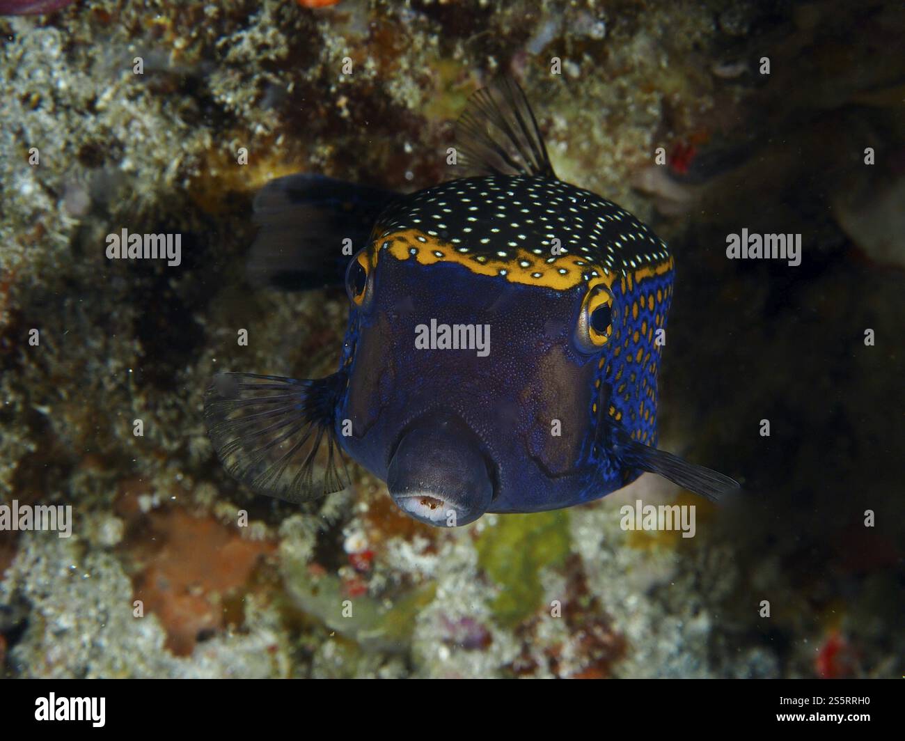 Blue spotted boxfish hi-res stock photography and images - Alamy