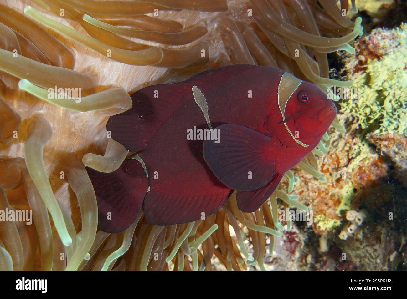 Spiny finned fishes hi-res stock photography and images - Alamy