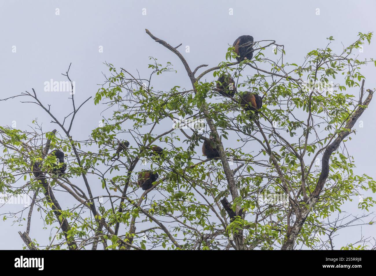 Howler monkeys (Alouatta), primates (Anthropoidea), Sierpe, Puentarenas ...