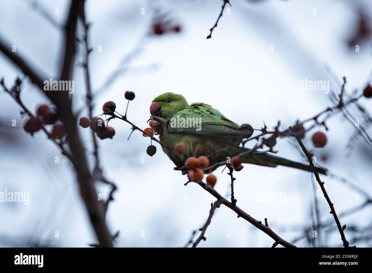 Istanbul, Turkey. 14th Jan, 2025. Green parrot (Psittacula Krameri ...