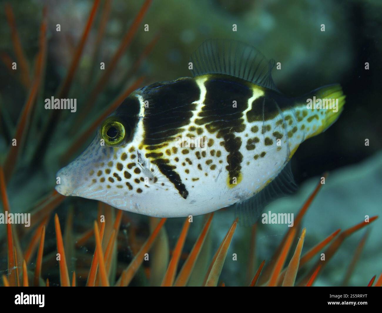 A black and white spotted mimicry filefish (Paraluteres prionurus) in a ...