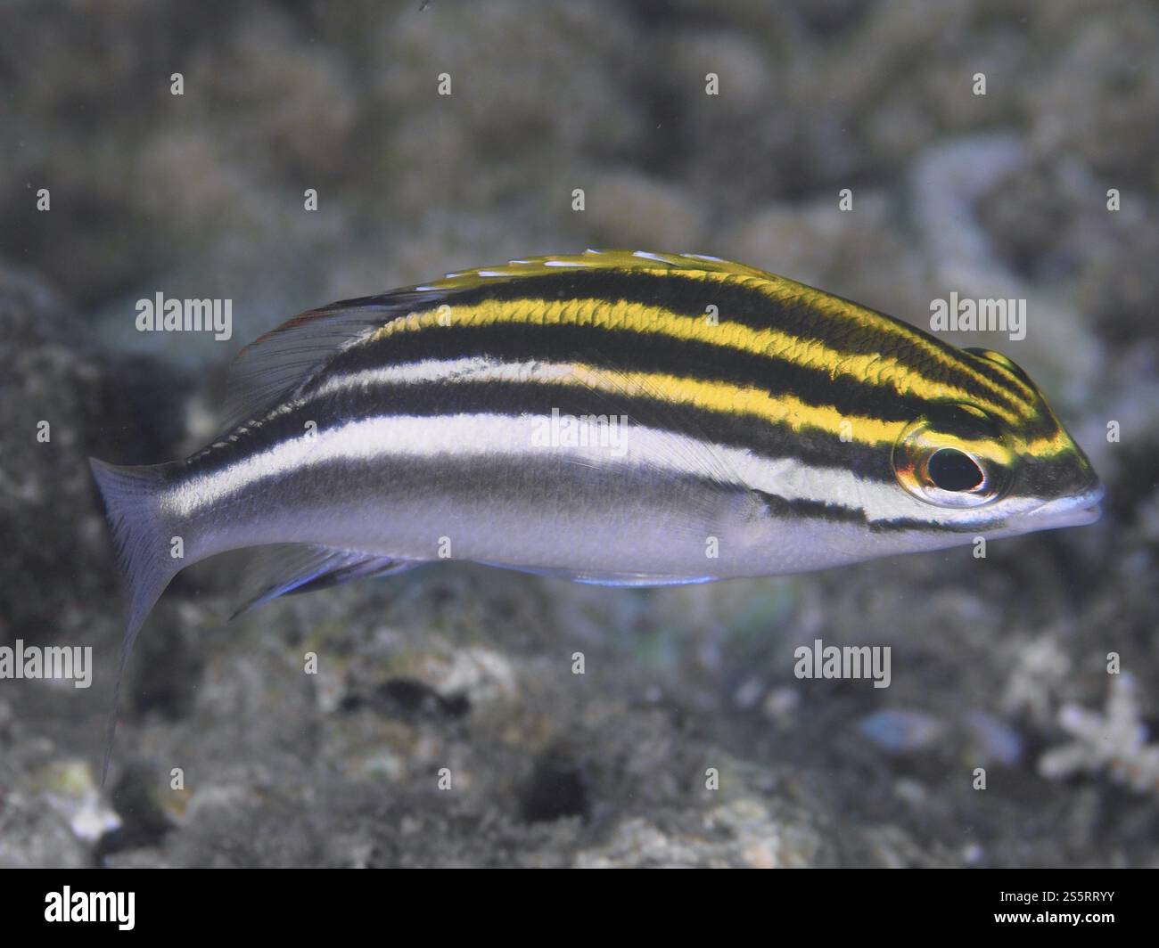 Yellow and black striped juvenile sash snapper (Scolopsis bilineata ...