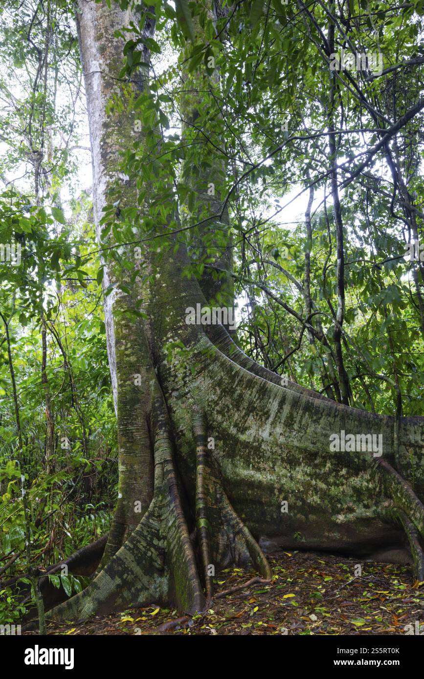 Root of a fig tree (Ficus), tropical rainforest, Osa Peninsula ...