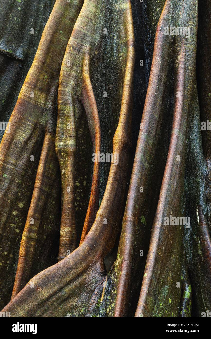 Root of a fig tree (Ficus), tropical rainforest, Osa Peninsula ...