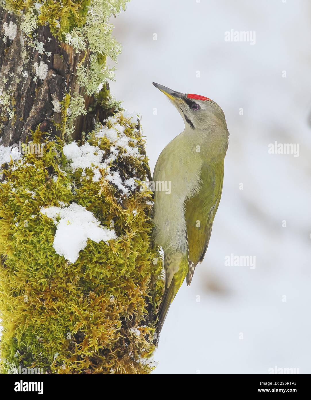 Grey-headed Woodpecker (Picus canus), male sitting on a tree stump ...