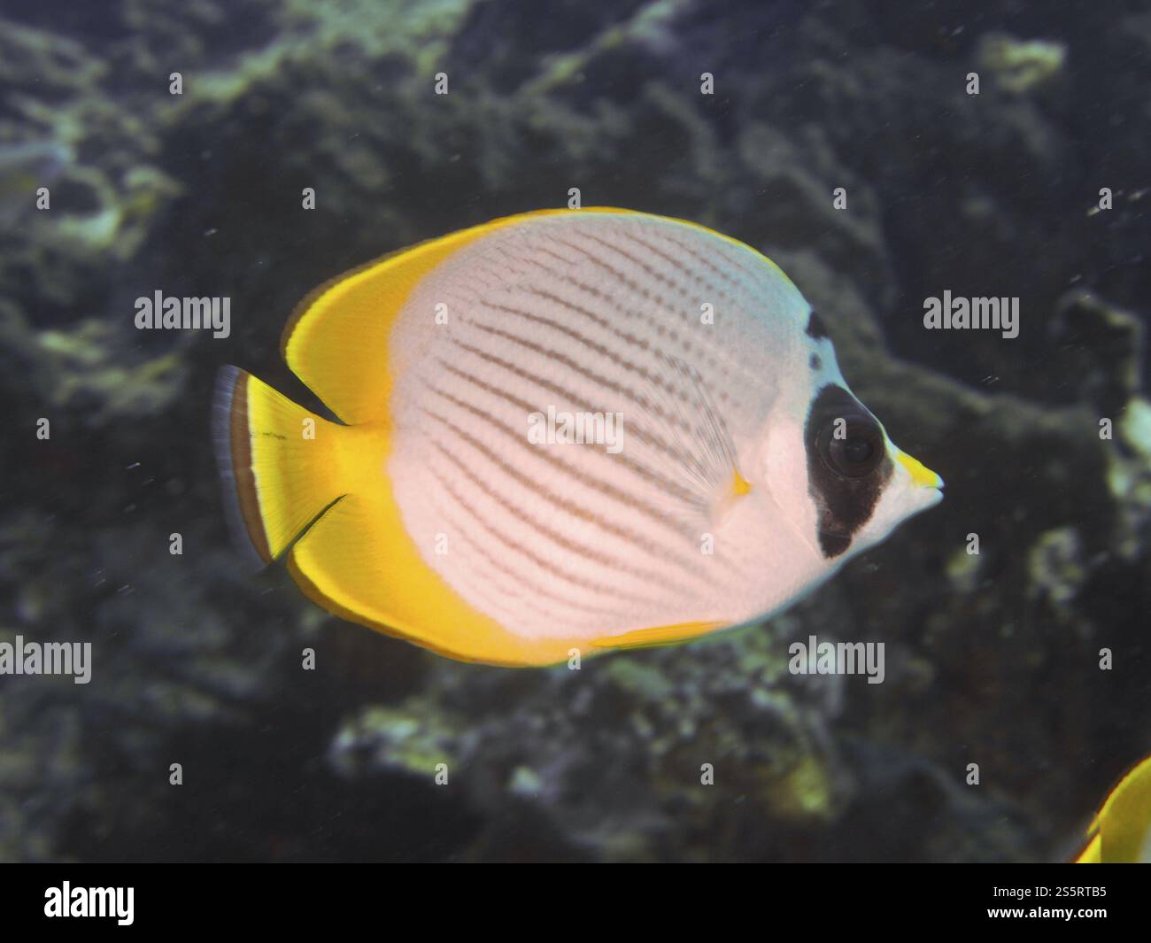 A fish with yellow fins and a characteristic black pattern, Panda ...