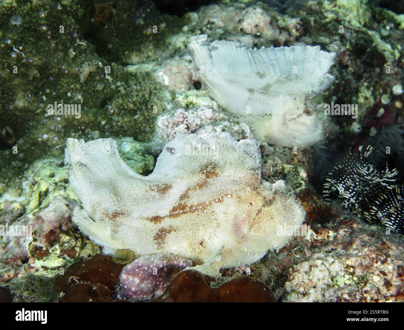 Two pale rocking fish (Taenianotus triacanthus) lying next to each ...