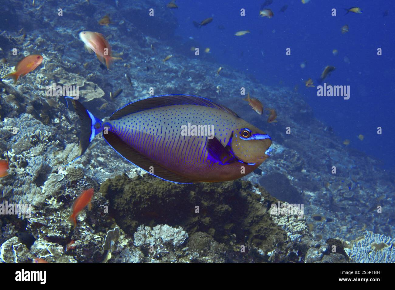 A colourful tropical masked nose doctor fish (Naso vlamingii) swims ...