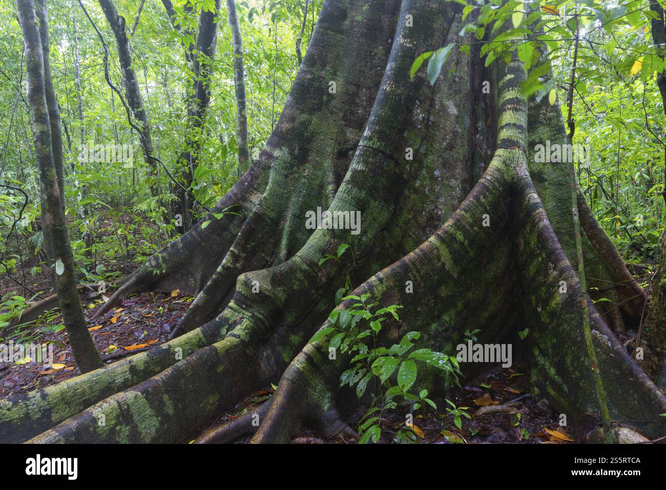Root of a fig tree (Ficus), tropical rainforest, Osa Peninsula ...