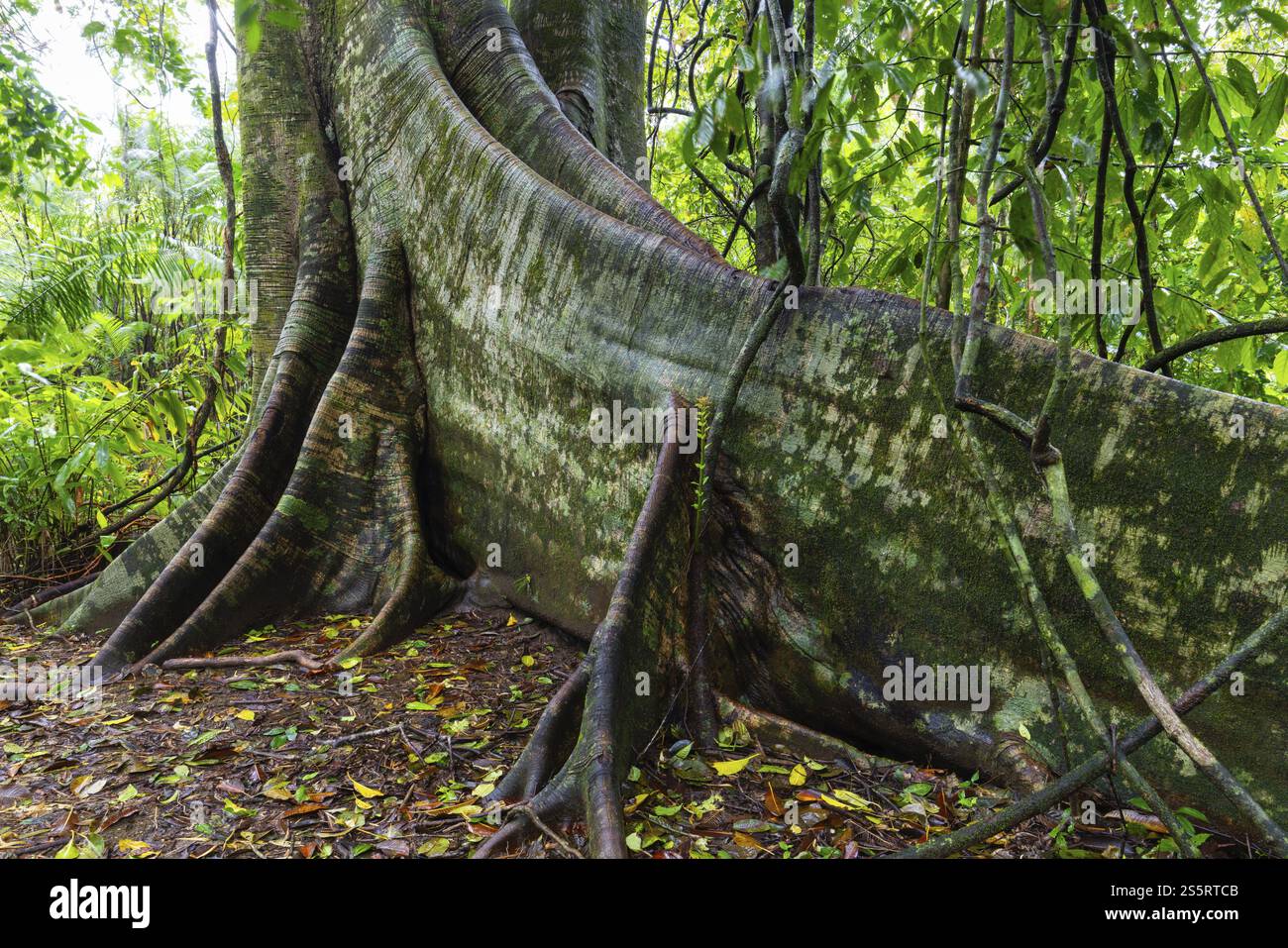Root of a fig tree (Ficus), tropical rainforest, Osa Peninsula ...