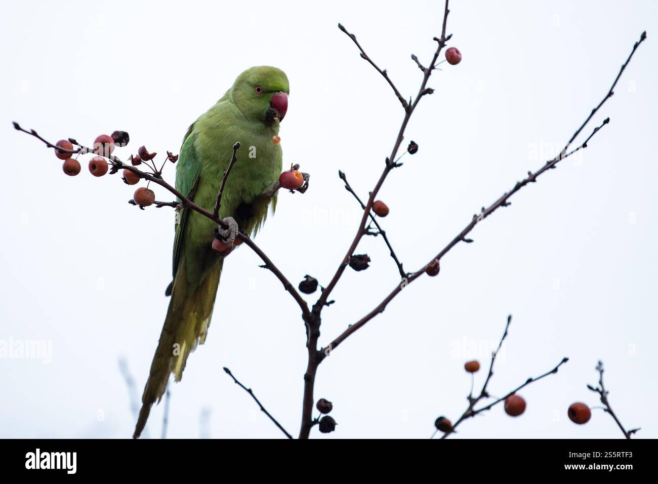 Istanbul, Turkey. 14th Jan, 2025. Green parrot (Psittacula Krameri ...