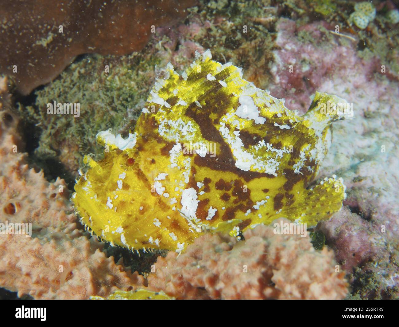 Yellow spotted rocking fish (Taenianotus triacanthus) resting between ...
