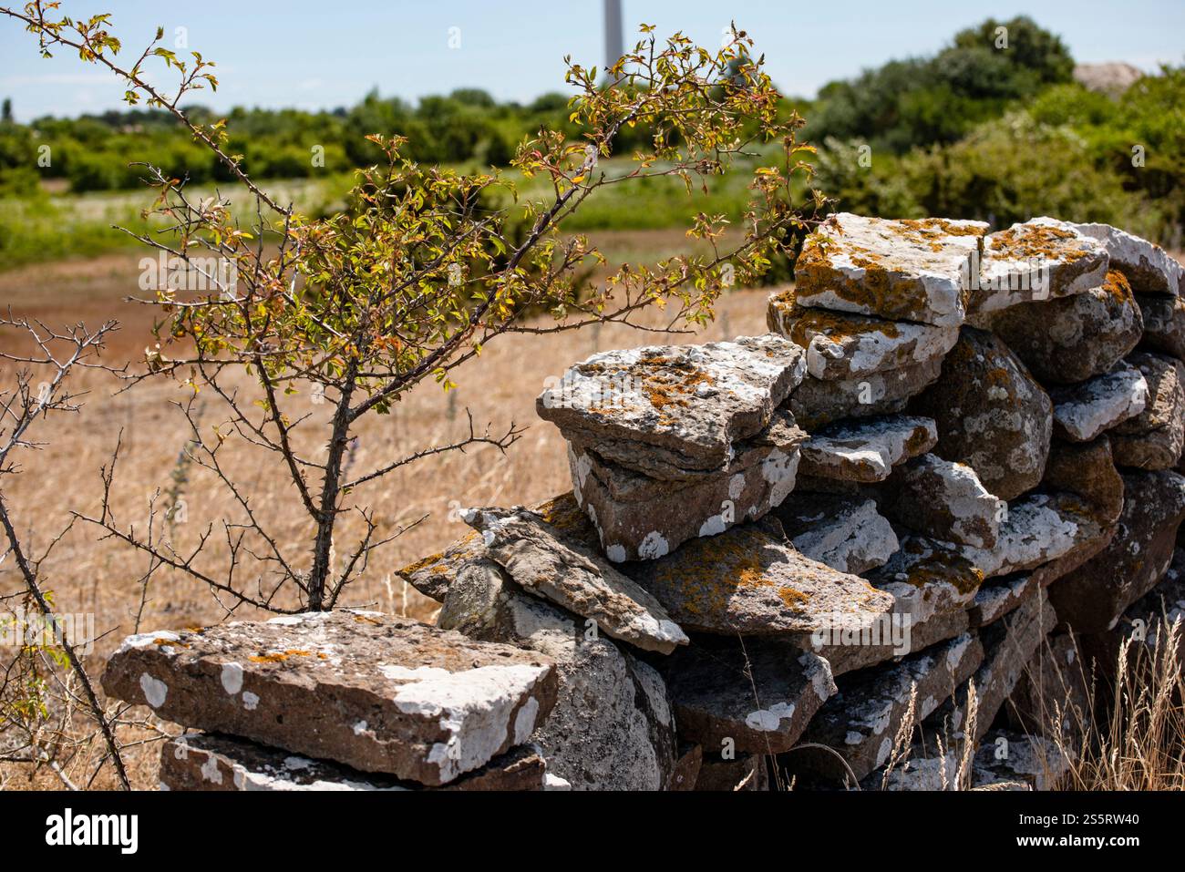 Oland landscape hi-res stock photography and images - Alamy