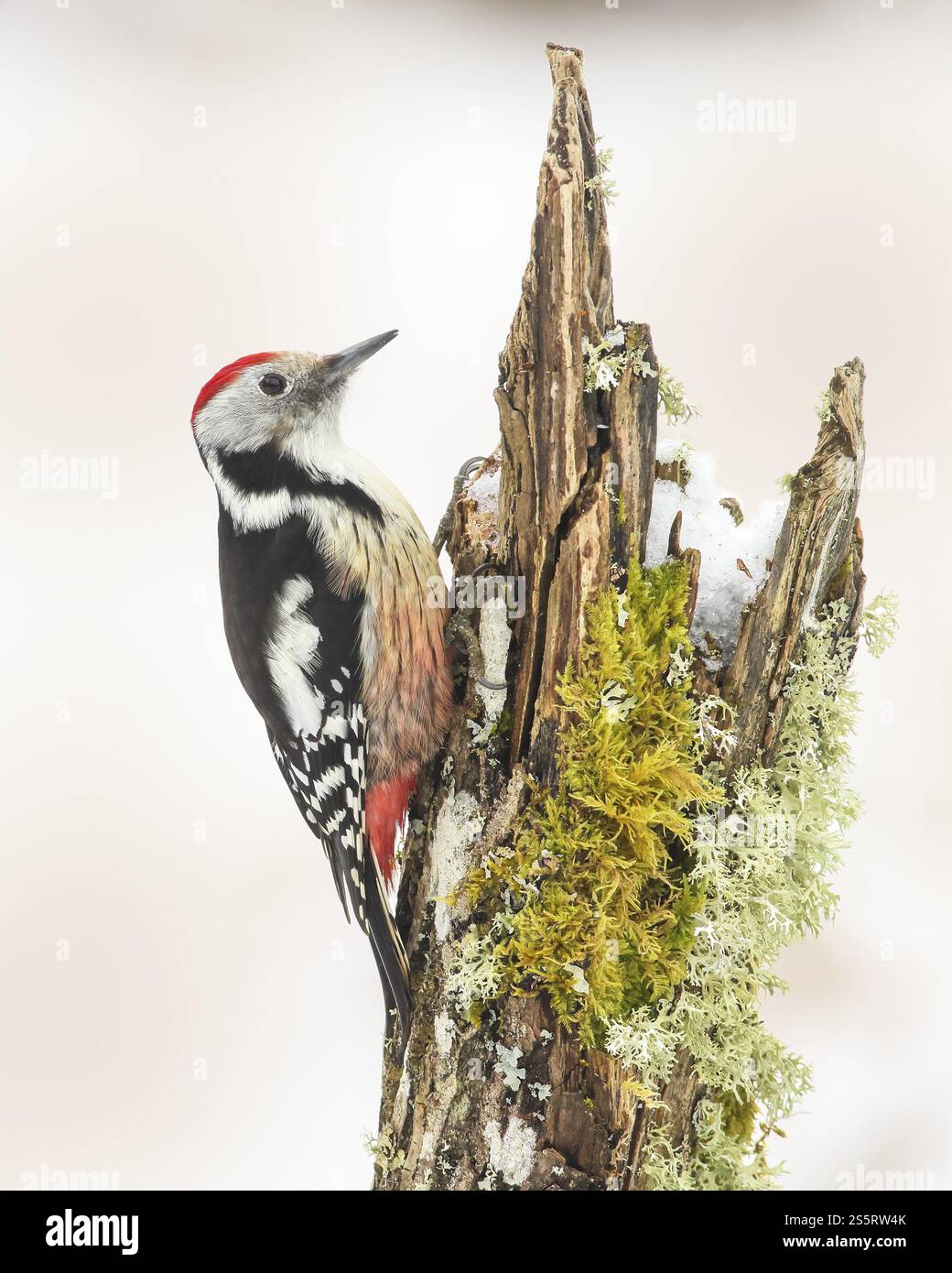 Middle spotted woodpecker (Dendrocopos medius), male sitting on a tree ...