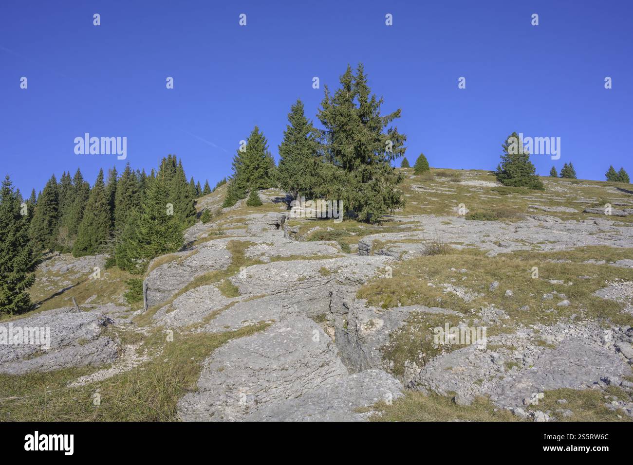 Trenches in karst rock from the First World War, circular hike Monte ...