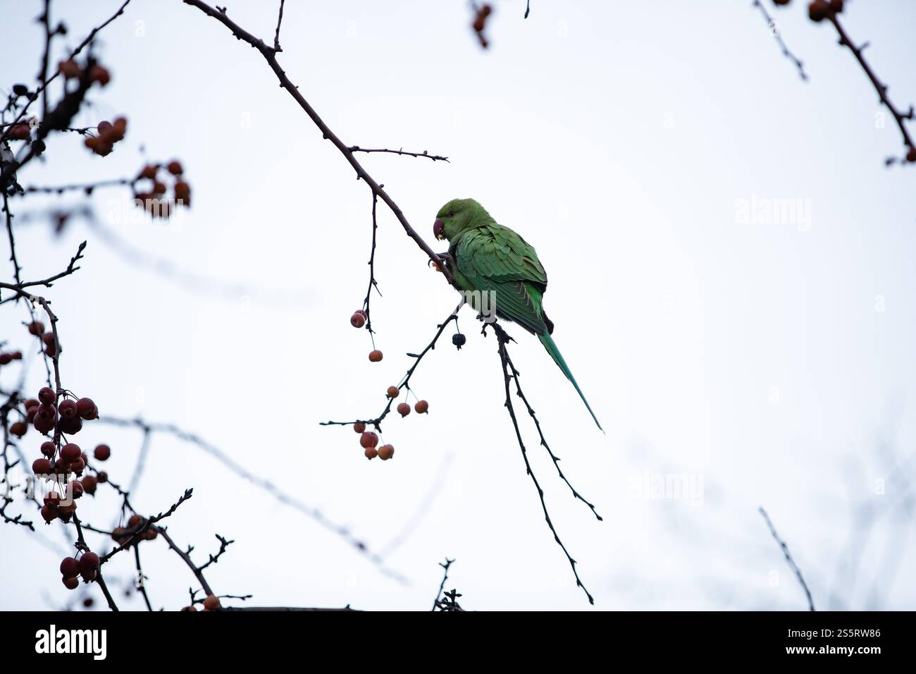Istanbul, Turkey. 14th Jan, 2025. Green parrot (Psittacula Krameri ...