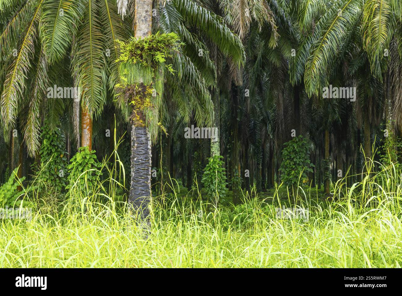 Oil palm (Elaeis guineensis), plantation, Sierpe, Puentarenas, Costa ...