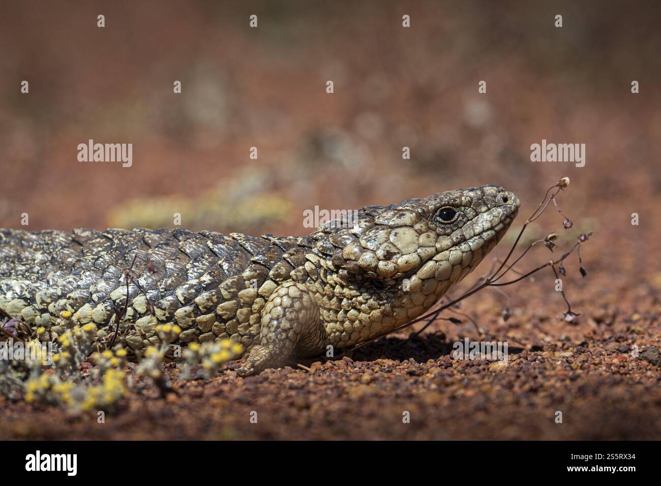 Blue-tongued skink or shingle-backed skink, also known as pine cone ...