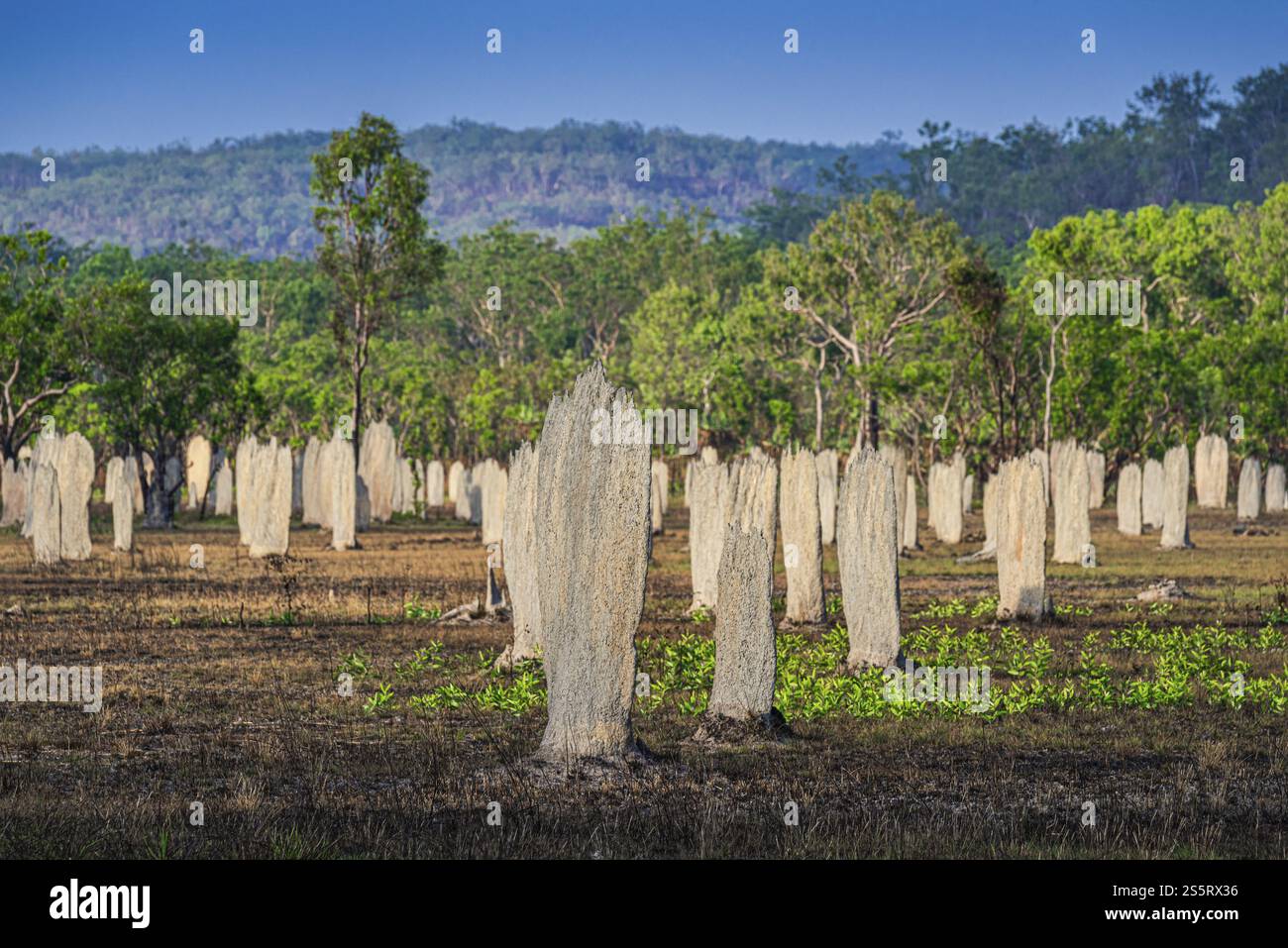 Construction of compass termites (Amitermes meridionalis), Litchfield ...
