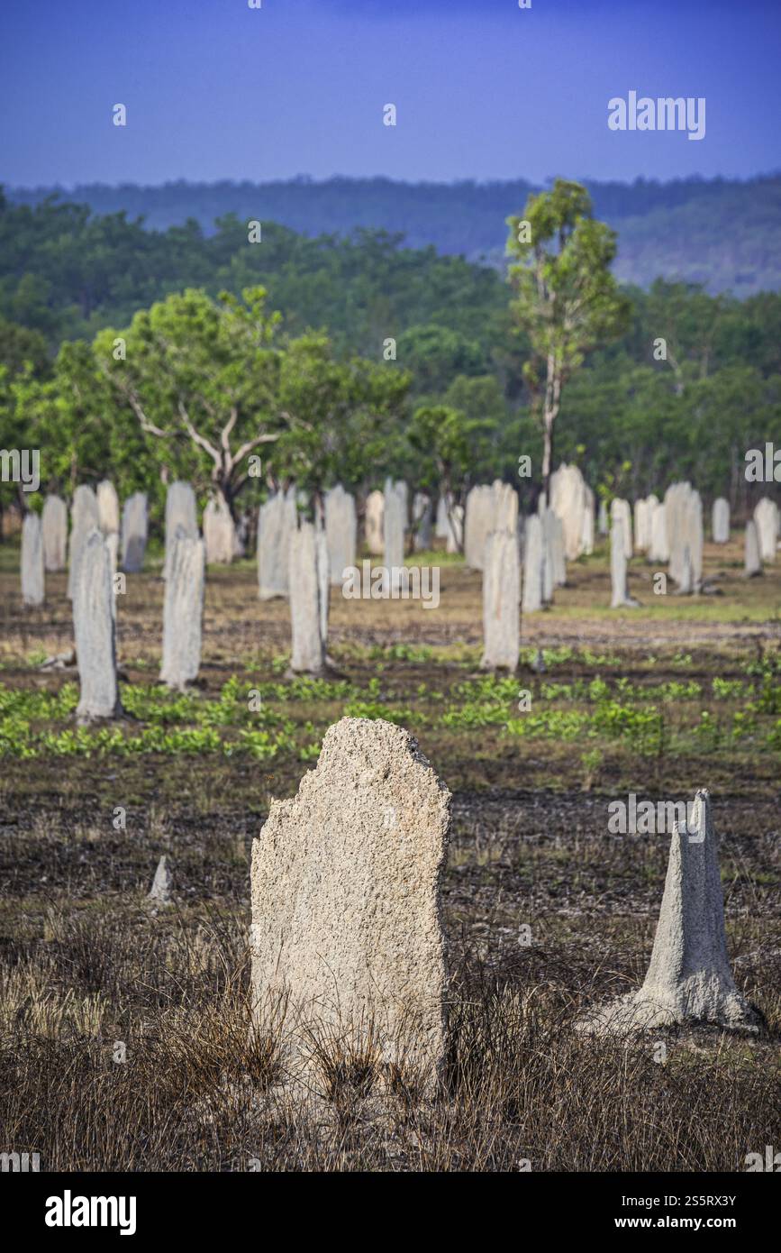 Construction of compass termites (Amitermes meridionalis), Litchfield ...