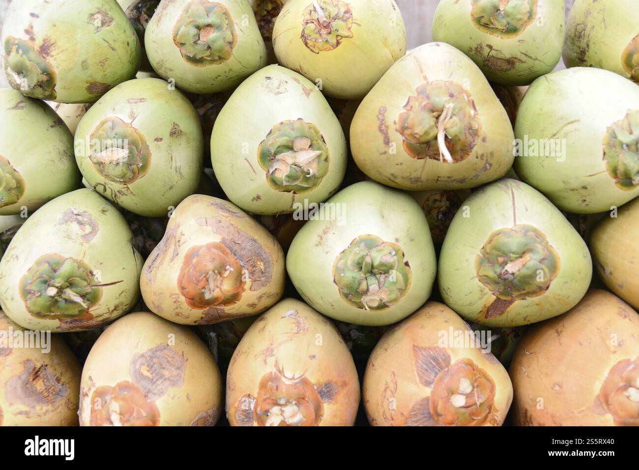 Mysore, Karnataka, South India, India, Fresh green coconuts in a pile ...
