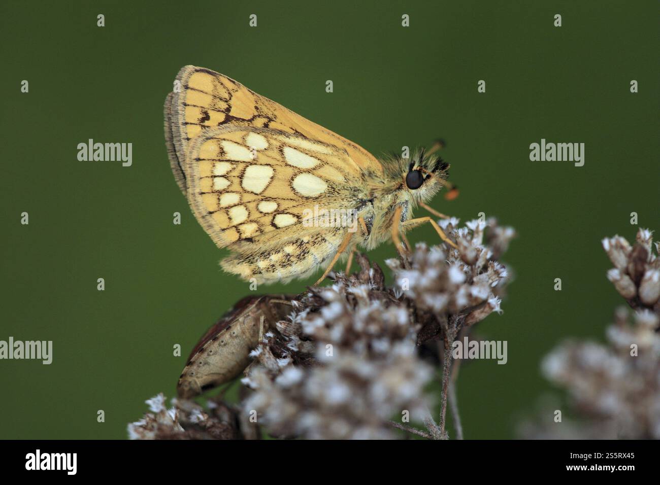 Chequered skipper, Carterocephalus palaemon, Chequered skipper Stock ...