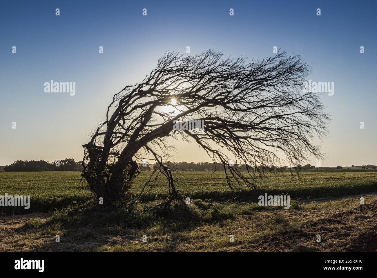 Windswept eucalyptus tree in a field, wind escape, Greenough, Western ...