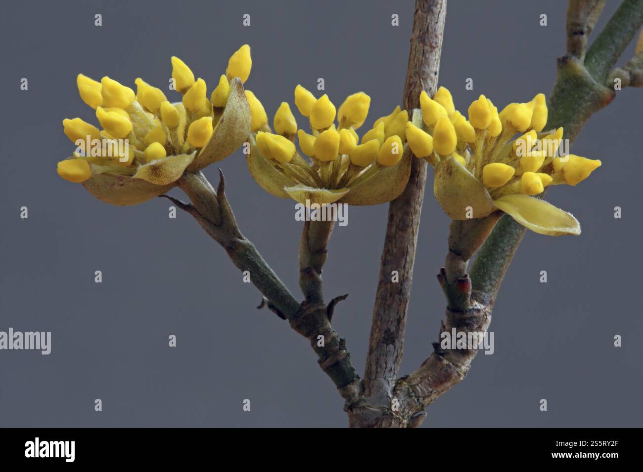 Cornelian cherry, Cornus mas, European cornel Stock Photo - Alamy