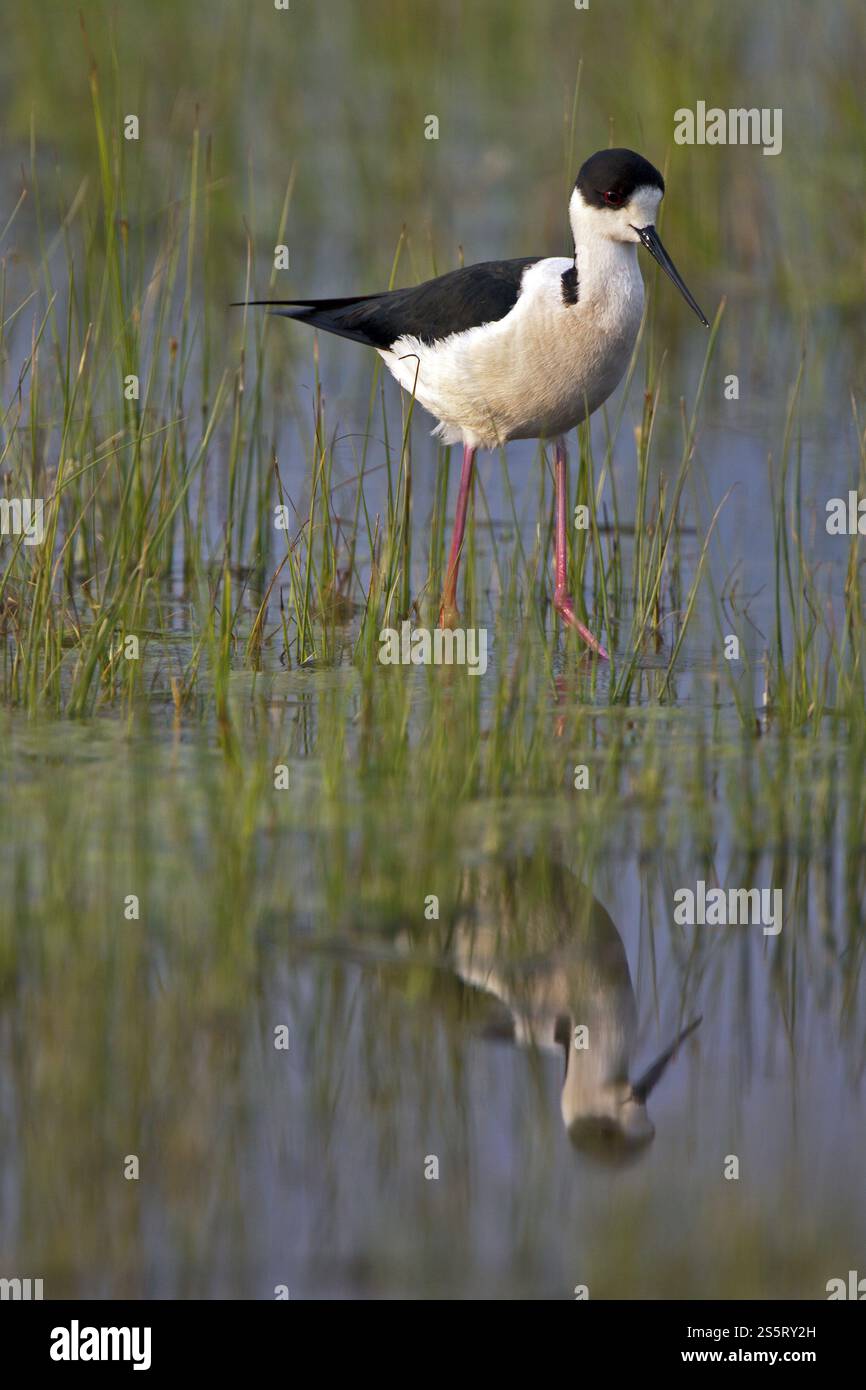 Stilt walker, Black-winged Stilt Stock Photo - Alamy