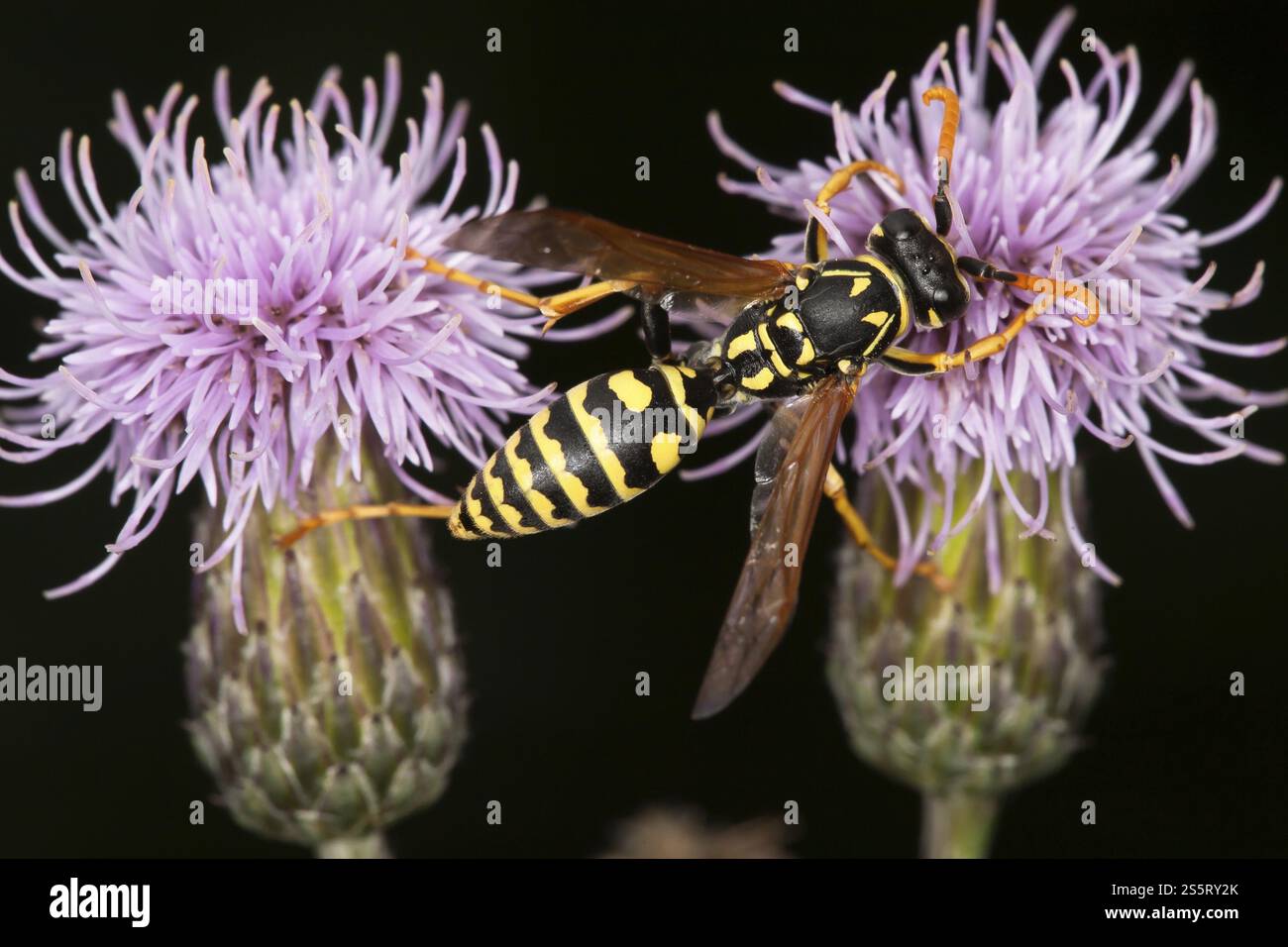 European Paper Wasp, Polistes dominula, European Paper Wasp Stock Photo ...