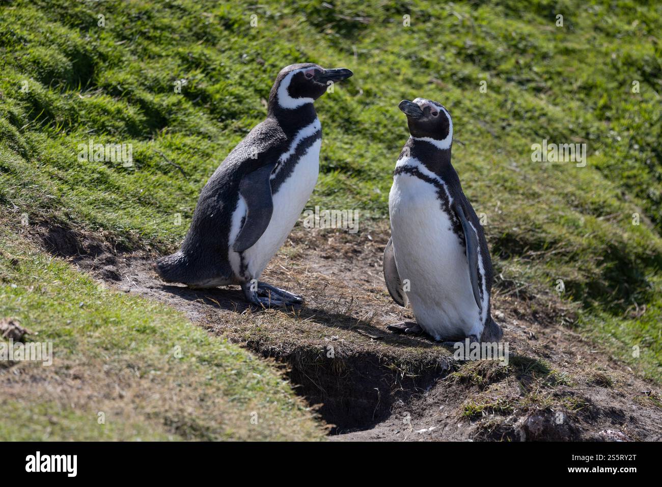 Two Magellanic penguins (Spheniscus magellanicus) stand outside their ...
