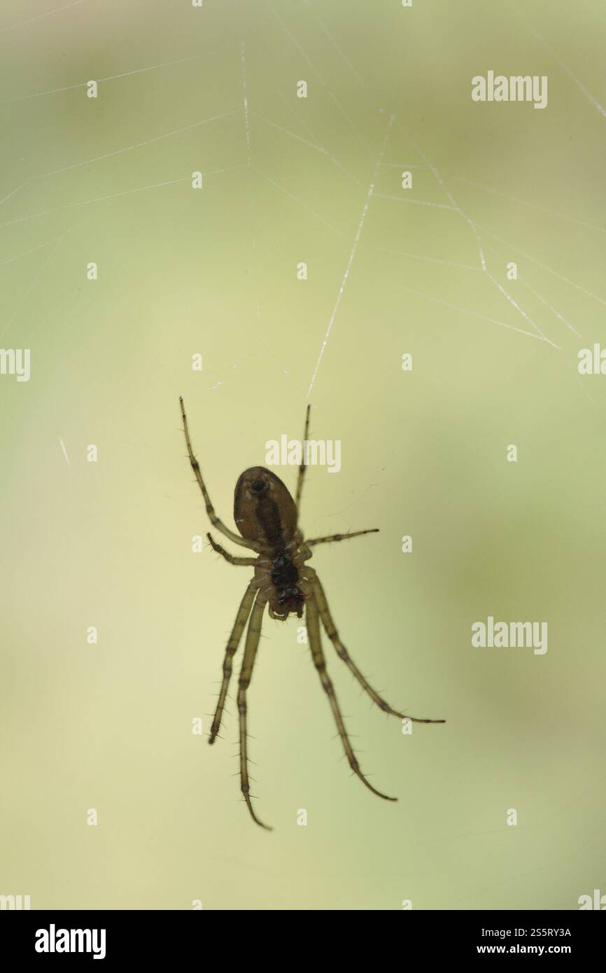 Autumn spider in her web. Longjawed orb-weaver in her web Stock Photo ...