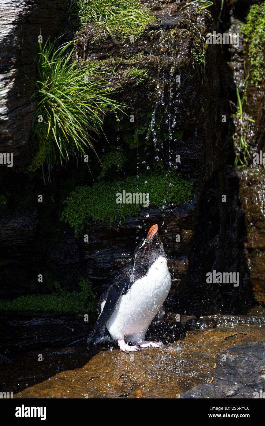 Southern Rockhopper Penguin washing and drinking under freshwater ...