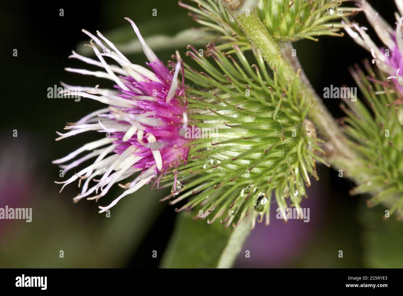 Arctium lappa, Greater Burdock, Greater Burdock Stock Photo - Alamy