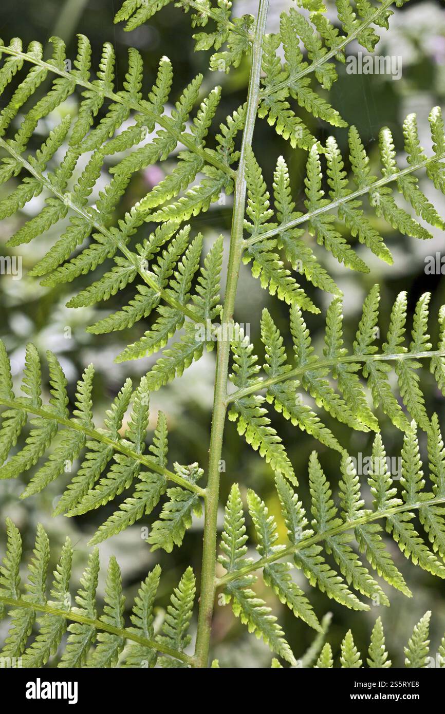 Pteridium aquilinum, bracken fern, common bracken Stock Photo - Alamy