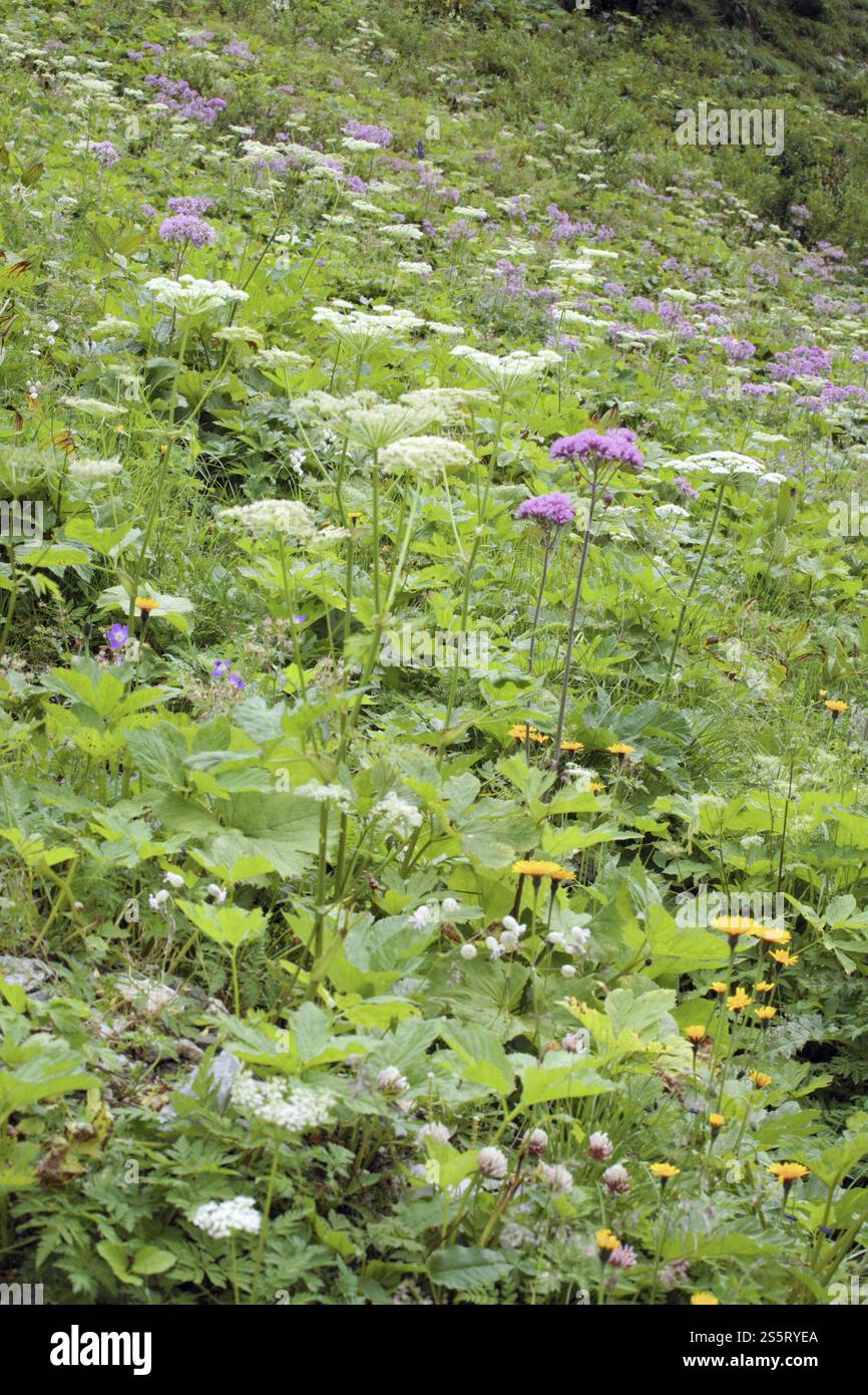 Typical alpine vegetation of tall perennial herbs with common ...