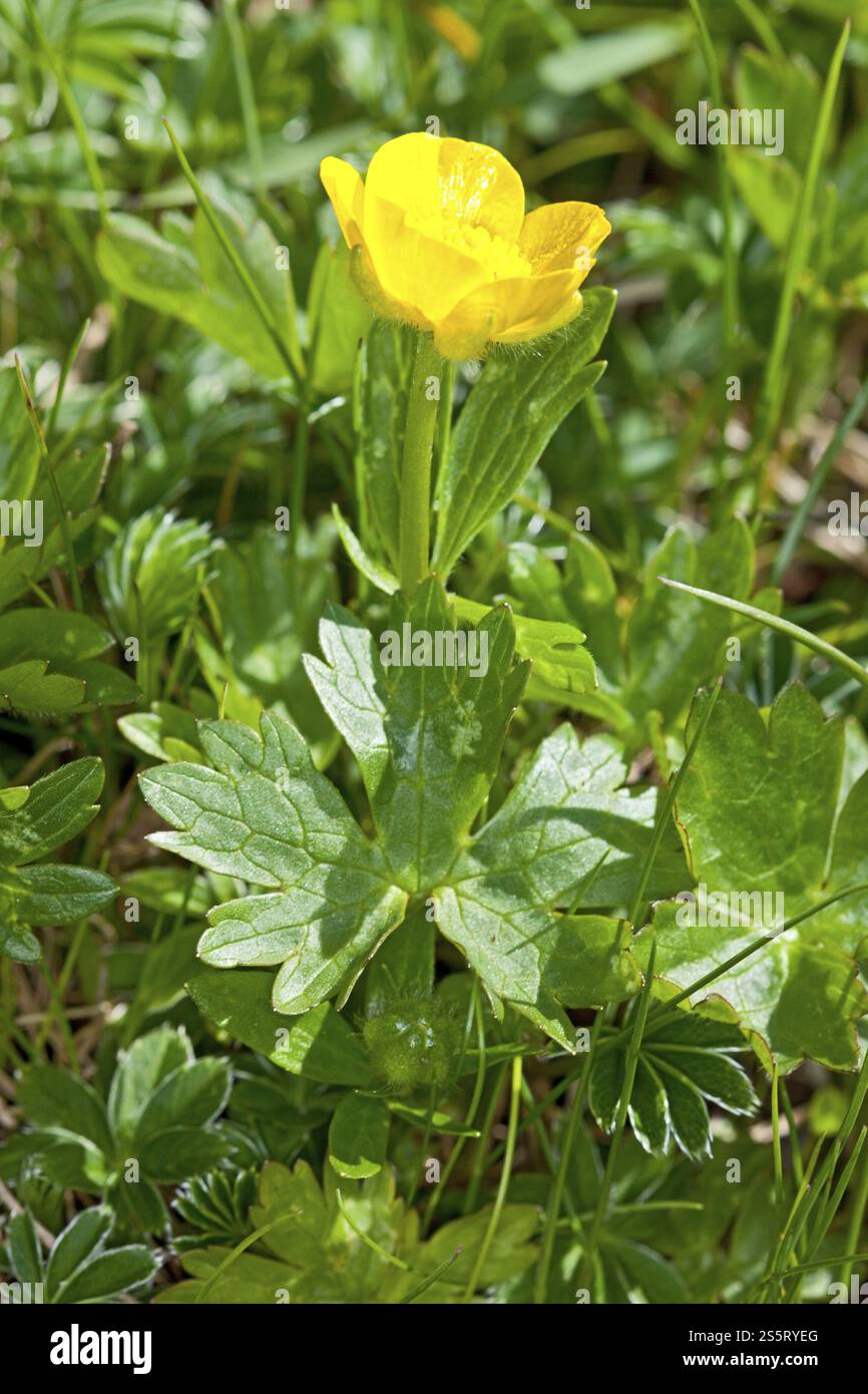 Ranunculus montanus, Mountain Buttercup Stock Photo - Alamy