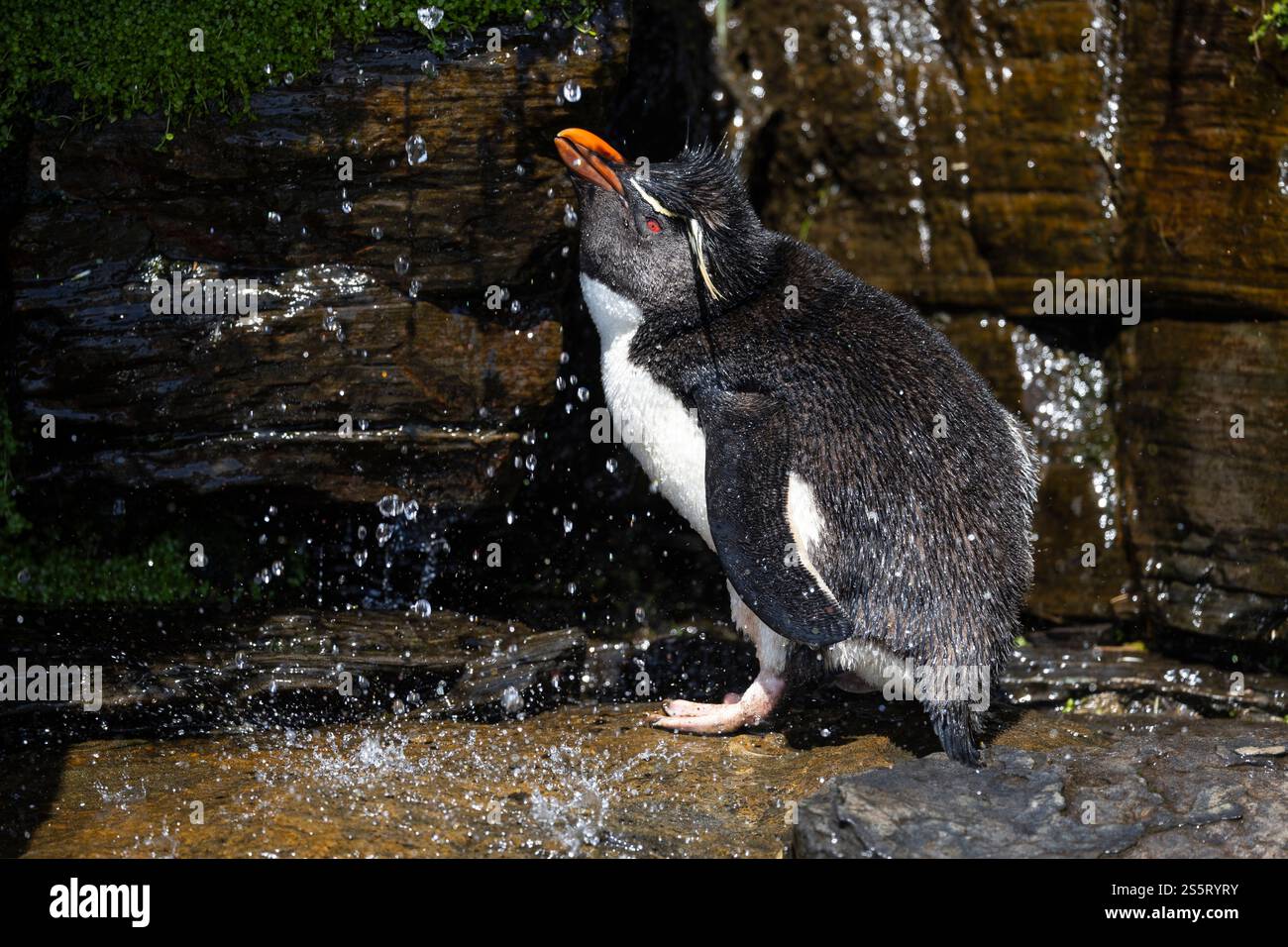 Southern Rockhopper Penguin washing and drinking under freshwater ...