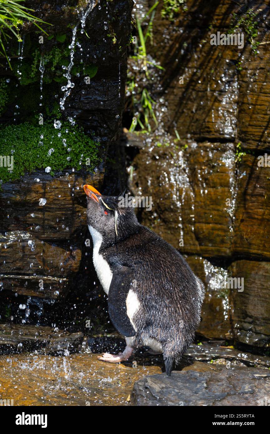 Southern Rockhopper Penguin washing and drinking under freshwater ...