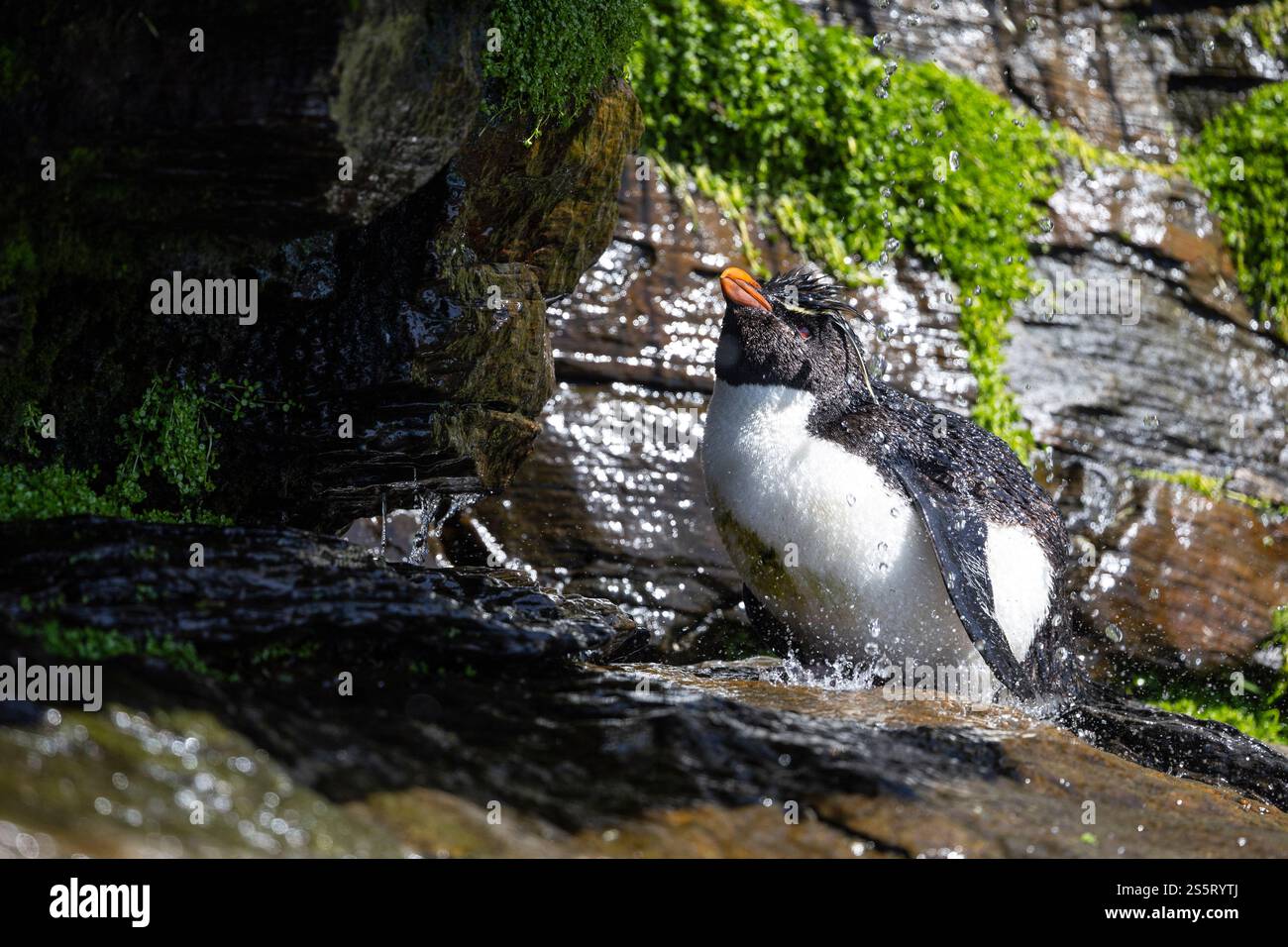 Southern Rockhopper Penguin washing and drinking under freshwater ...