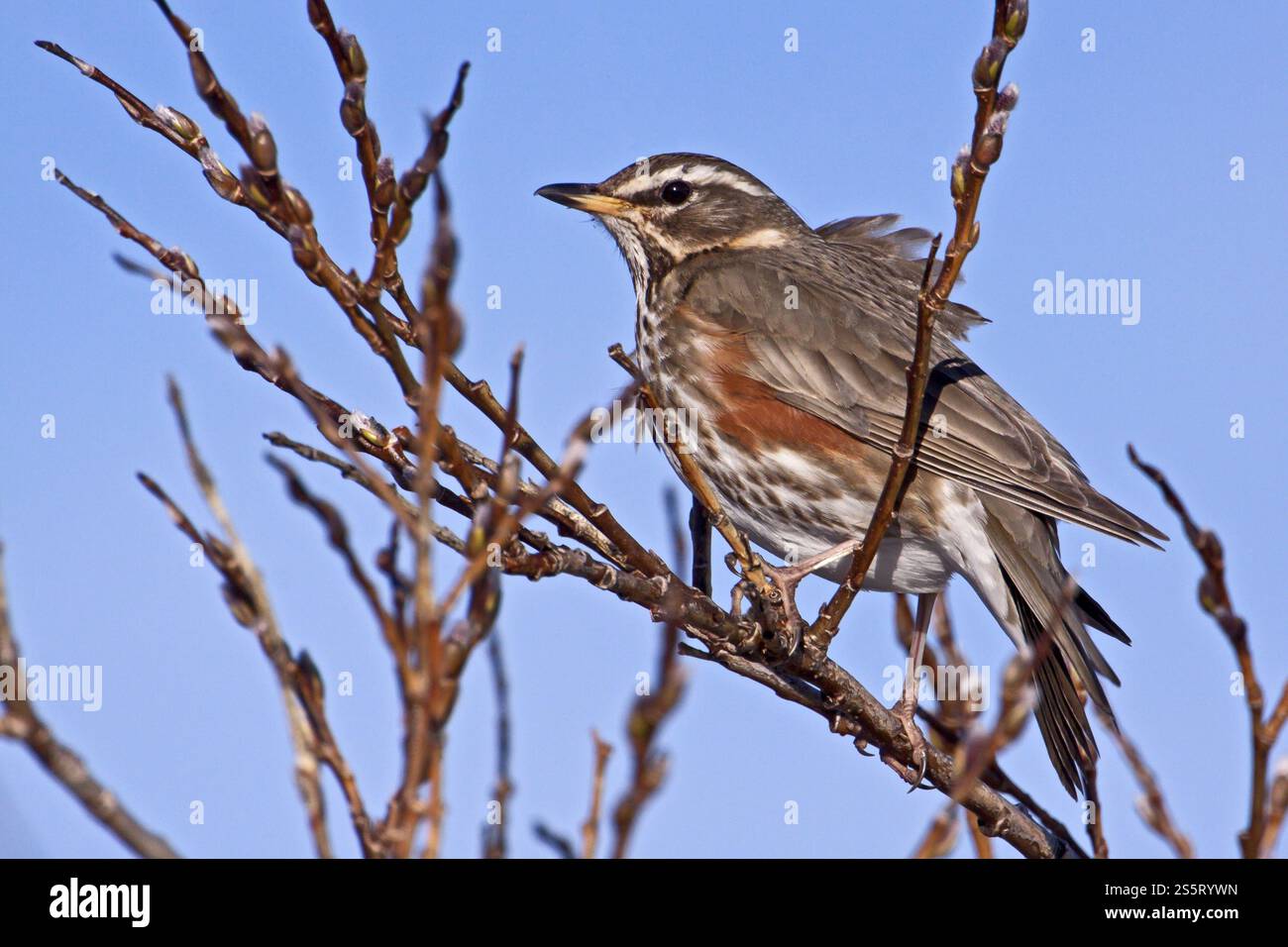 Redwing, Turdus iliacus Stock Photo - Alamy