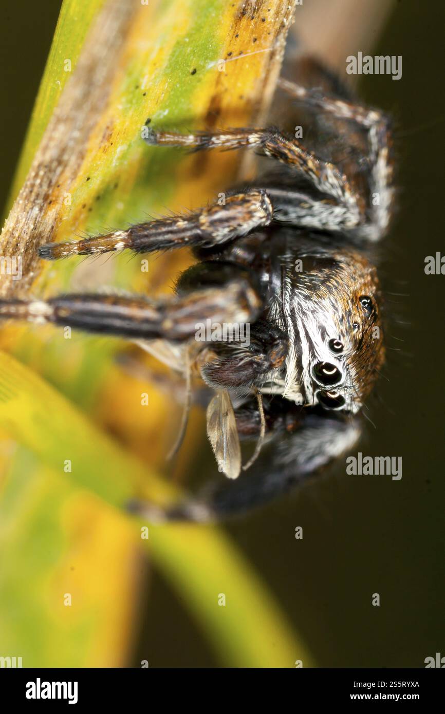 Evarcha arcuata, Jumping Spider, Jumping Spider Stock Photo - Alamy